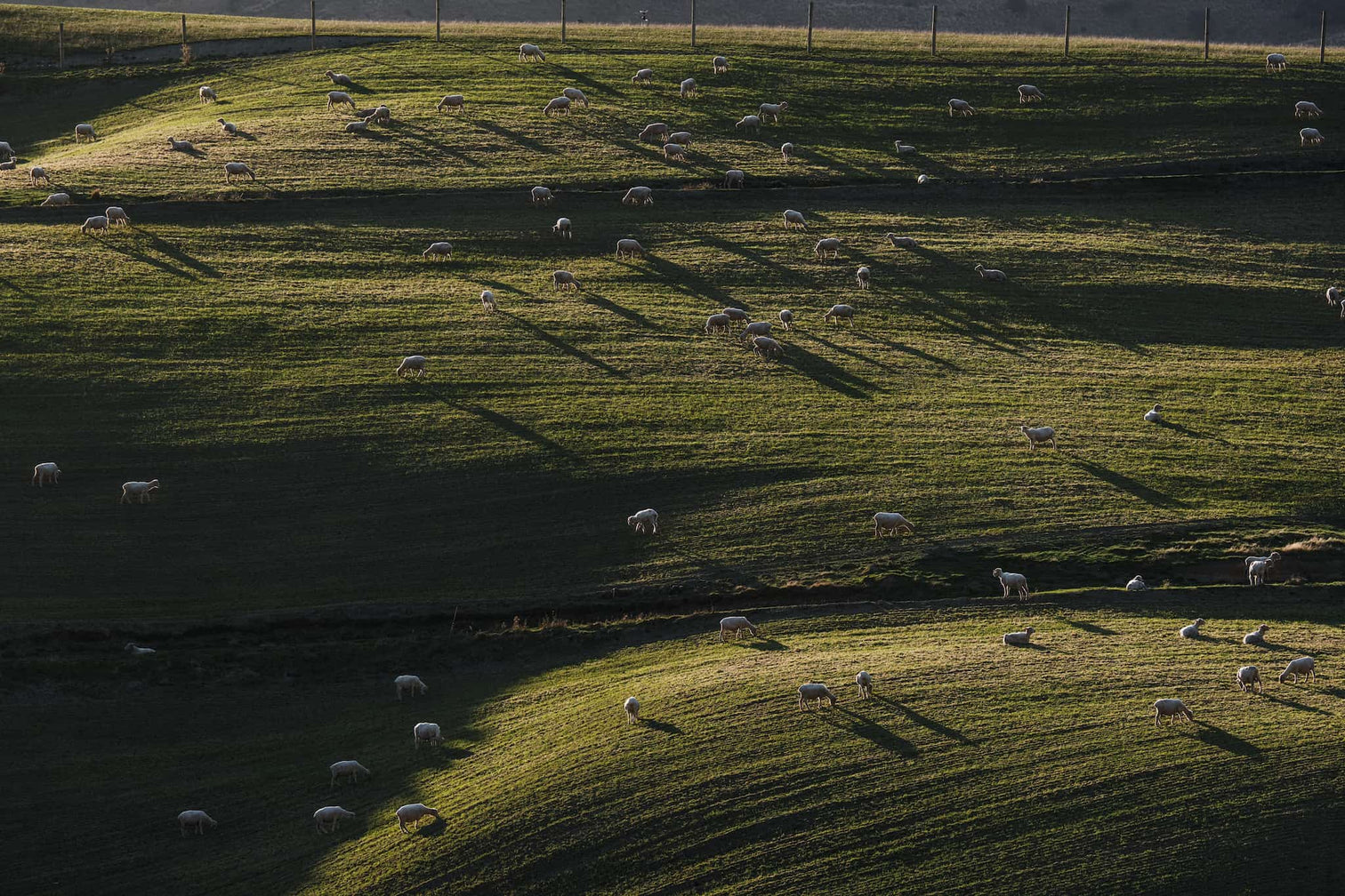 What Is Merino Wool & What Are Its Benefits? | Ridge Merino